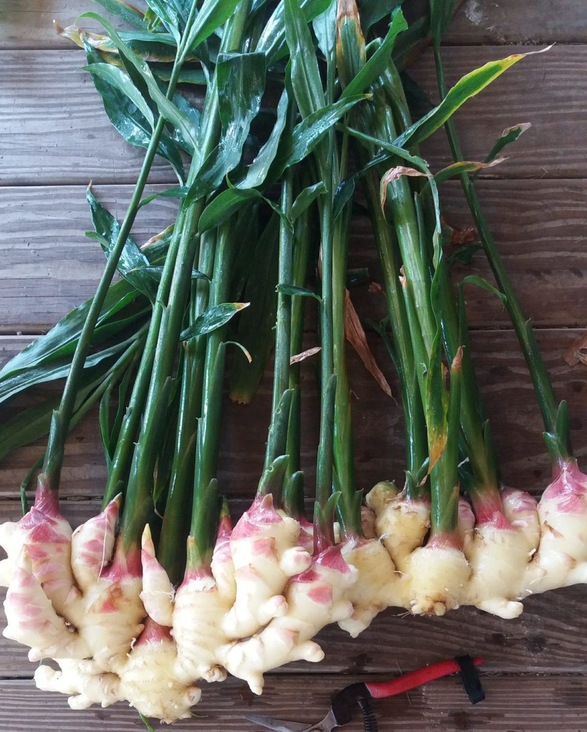 Know Your Farmers: Windcrest Farm - Rivendell Farms